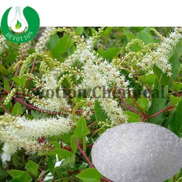 Japanese Knotweed Extract